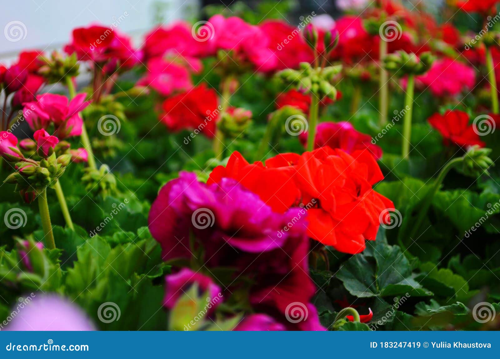 Blooming of Beautiful Geranium Varios Colors Stock Image - Image of ...