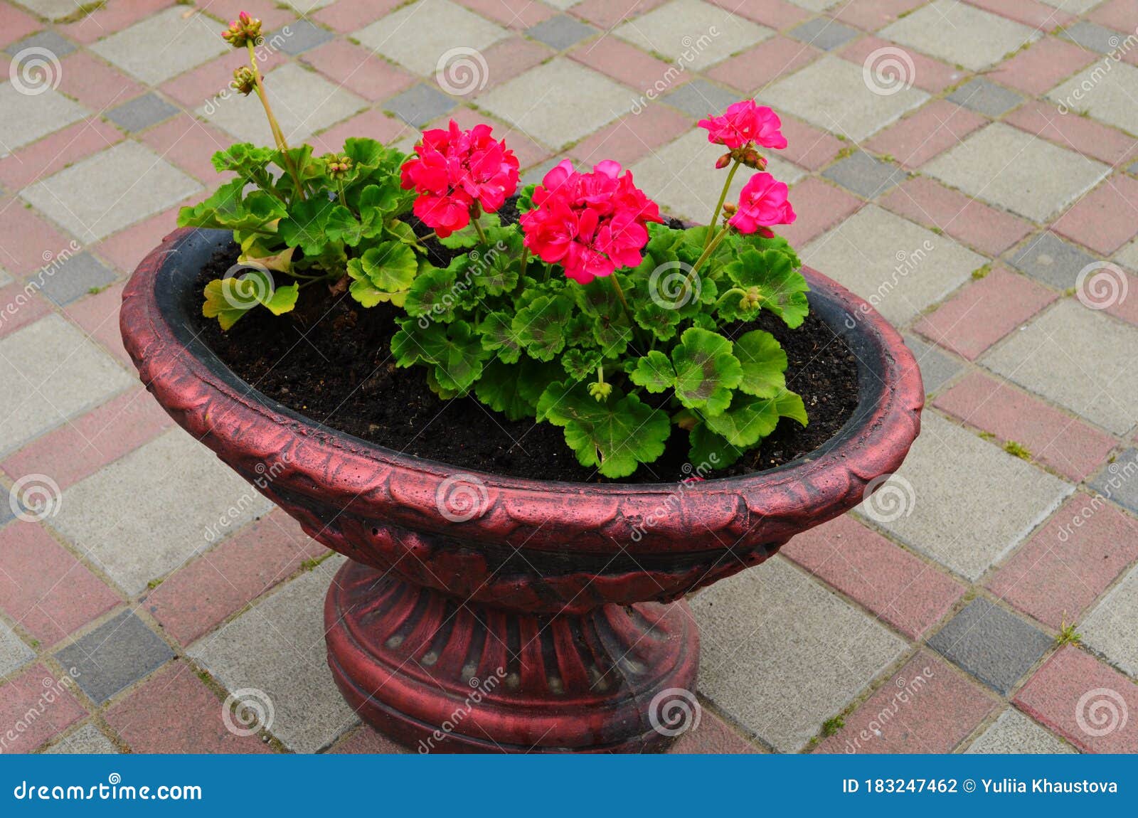 Blooming of Beautiful Geranium Varios Colors Stock Photo - Image of ...