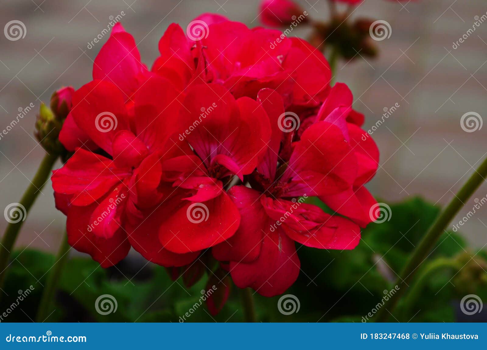Blooming of Beautiful Geranium Varios Colors Stock Photo - Image of ...