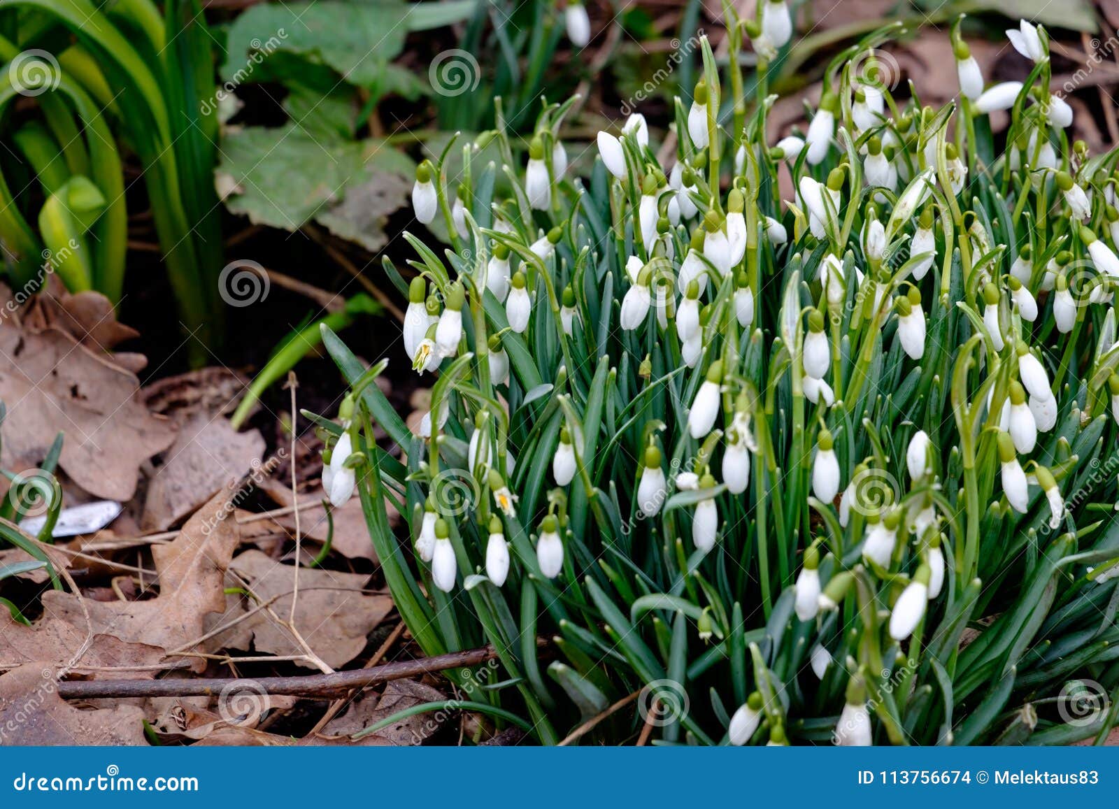 Snowdrops in spring stock photo. Image of petal, blossom - 113756674