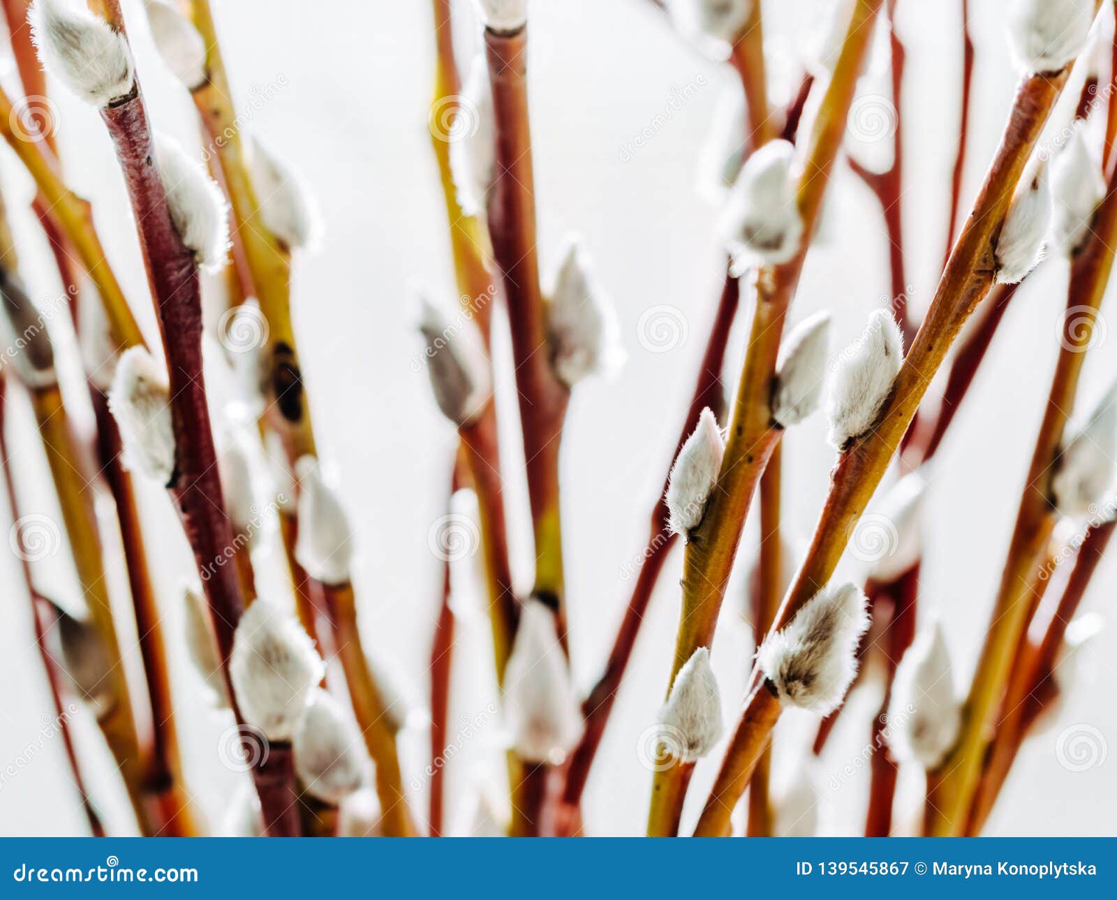Blooming Spring Willow Branch. Gentle Spring Easter Background Stock ...