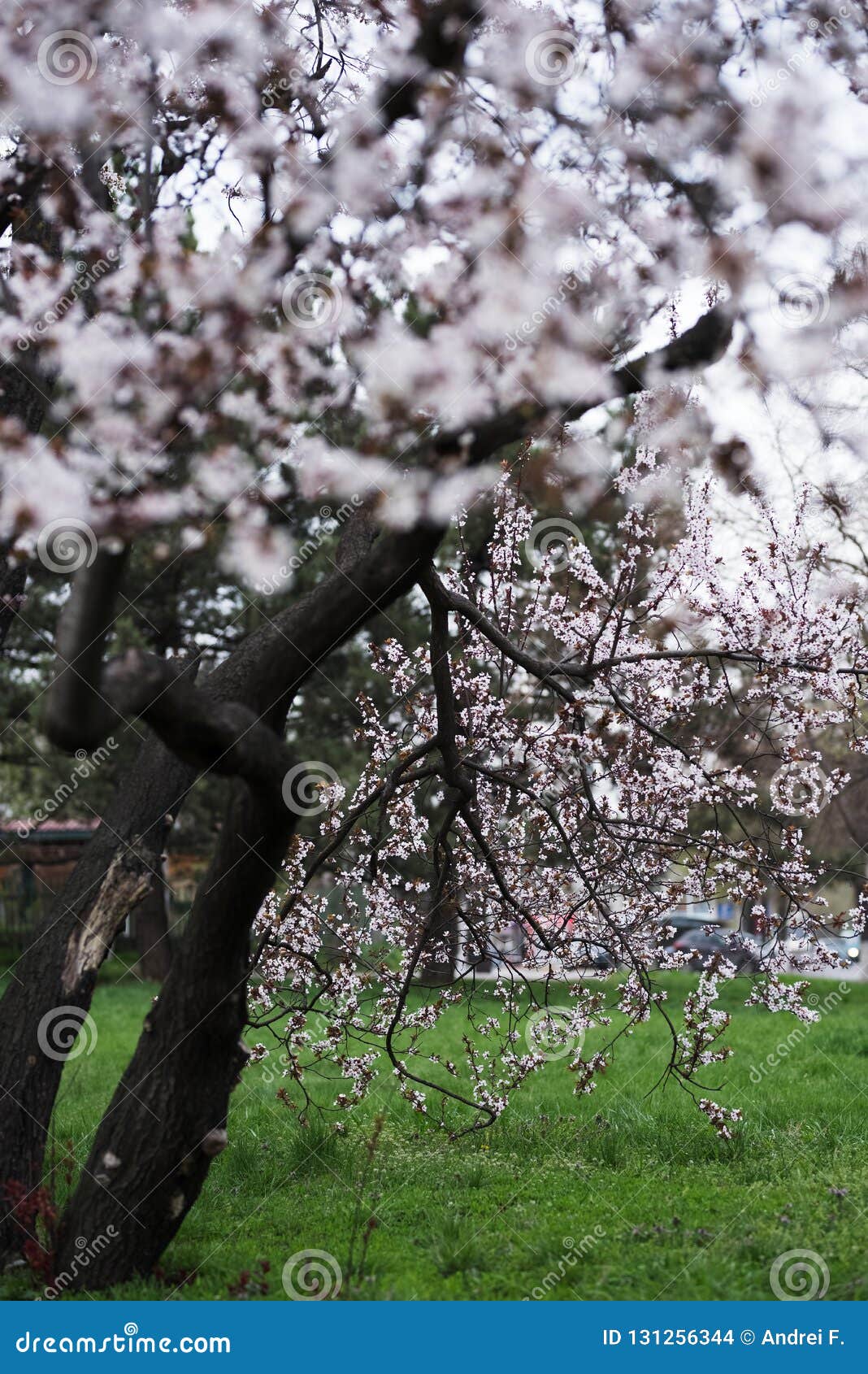 Blooming Beautiful White Spring Tree, Nature Background Stock Photo ...