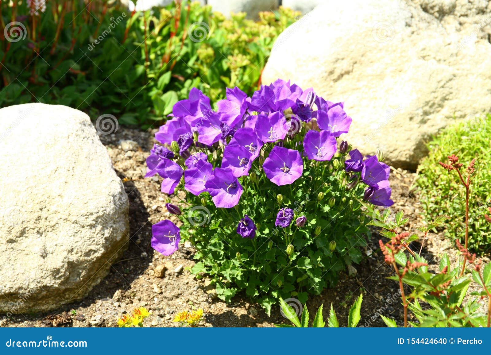 Blooming bells stock photo. Image of flower, bell, flora - 154424640