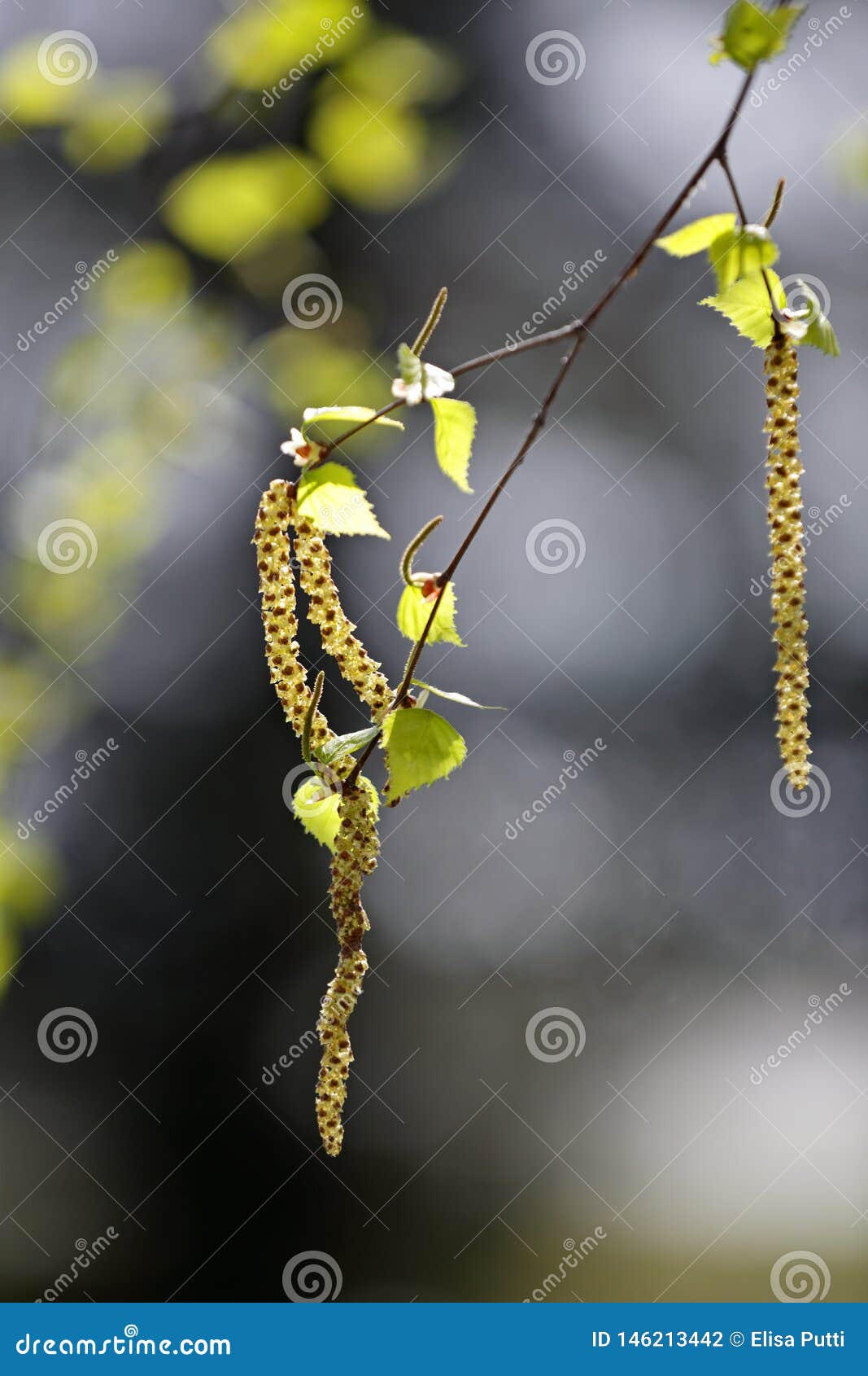 A Birch Branch with Catkin Dancing in Wind Stock Photo - Image of fresh ...