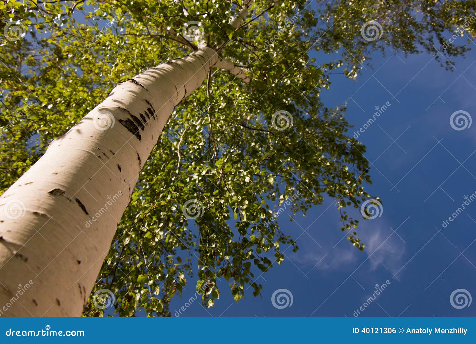 Blooming birch stock photo. Image of infested, perennial - 40121306