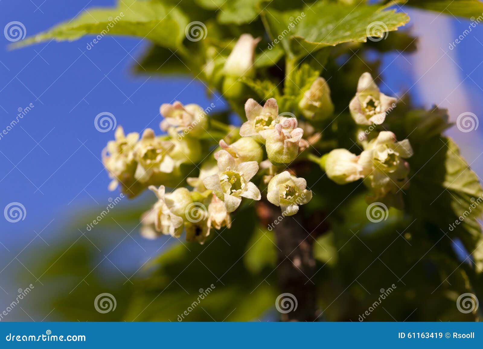 Blooming black currant stock image. Image of abloom, agriculture - 61163419