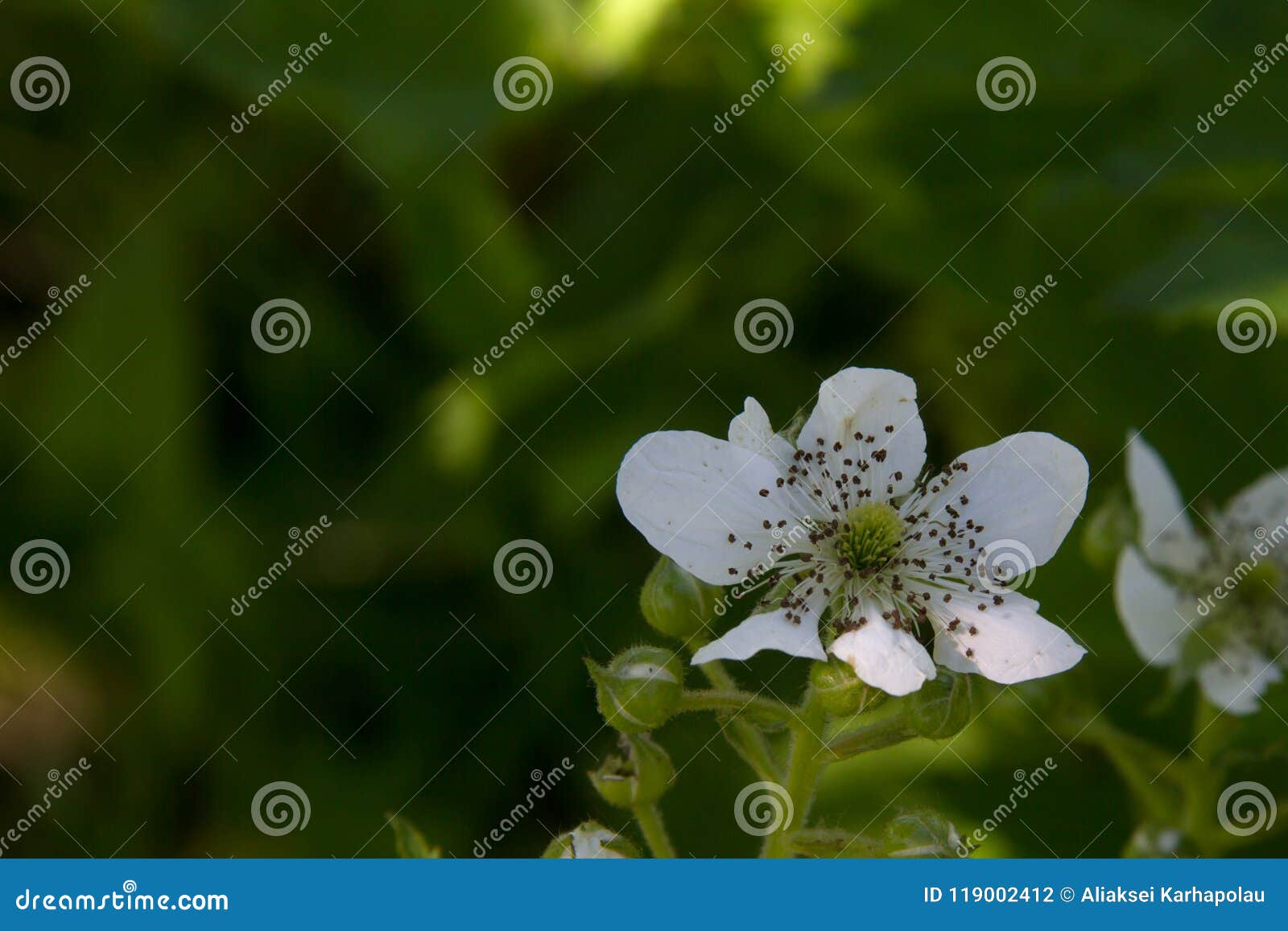 Blooming Blackberry in a Spring Garden Stock Photo - Image of macro ...