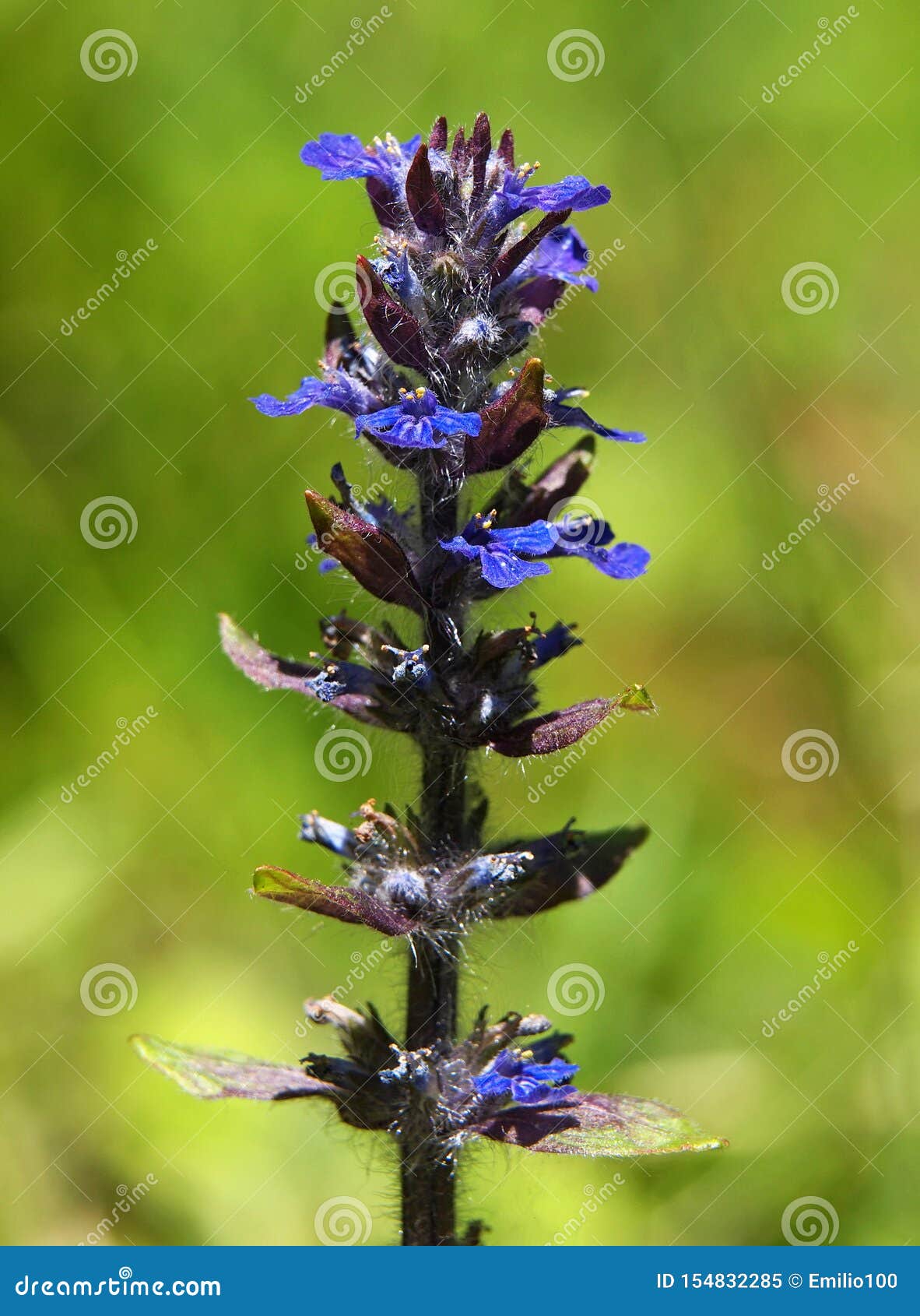 Blooming blue bugle stock image. Image of blossom, wild - 154832285