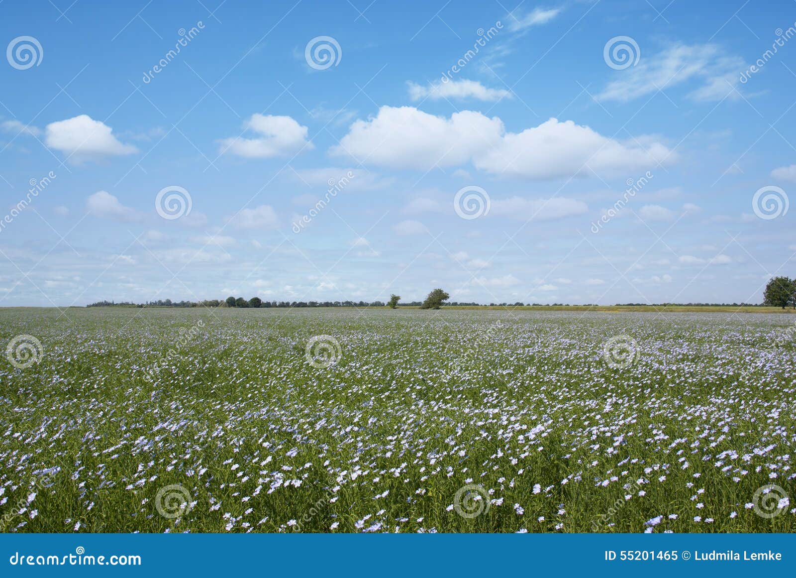 Blooming Blue Flax in a Farm Field Stock Image - Image of herbal ...
