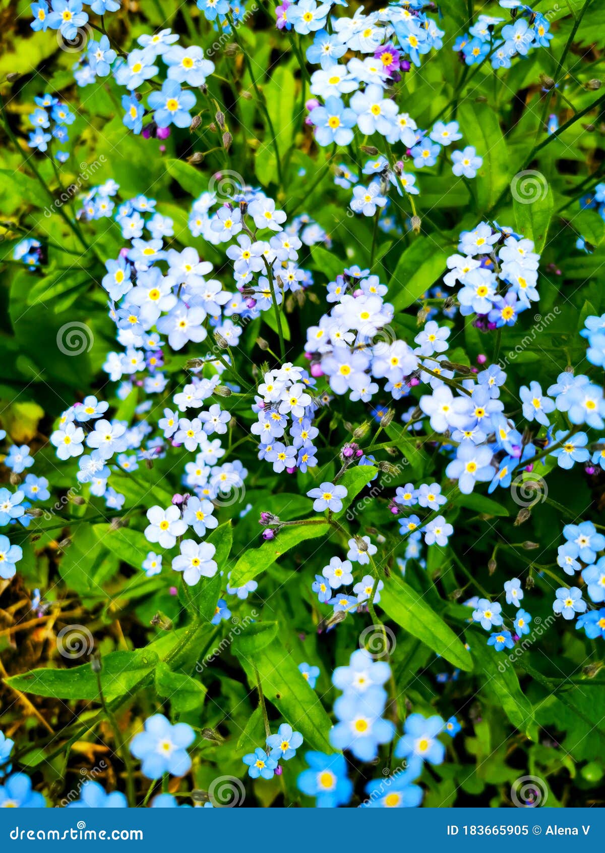 Blooming Blue Forget-me-nots Stock Image - Image of nots, nature: 183665905