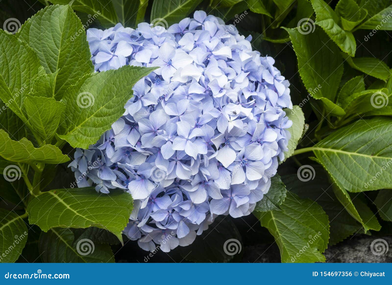 Closeup of Blue Hydrangea in Bloom Stock Photo - Image of botany ...