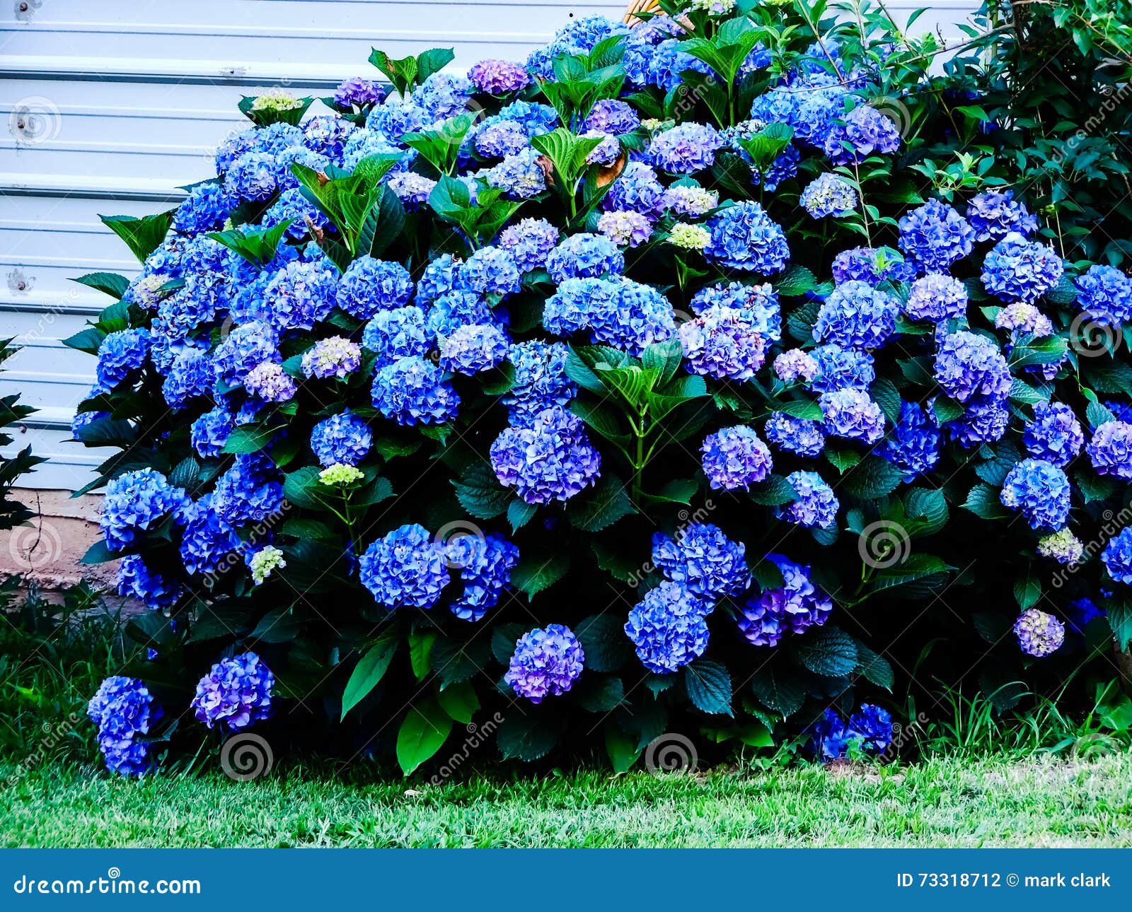 Blooming Blue Hydrangea stock photo. Image of shrub, flower - 73318712