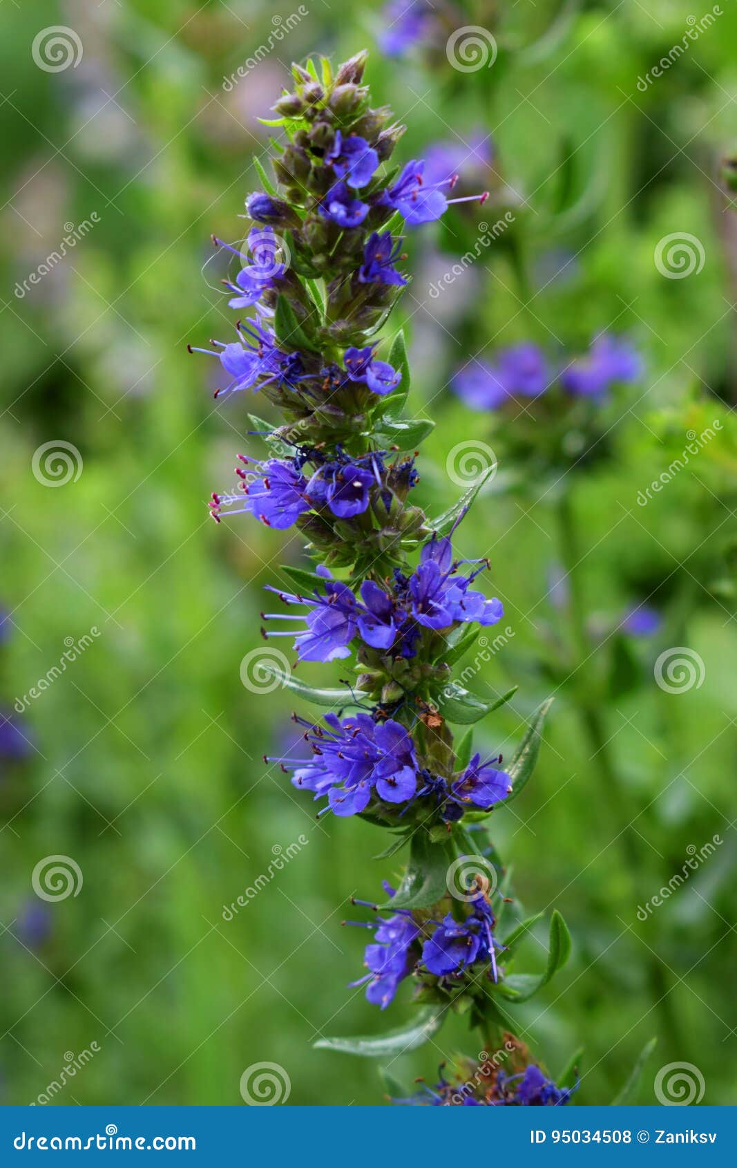 Blue Hyssop Or Hyssopus Officinalis. Flowering Plant Stock Photography ...