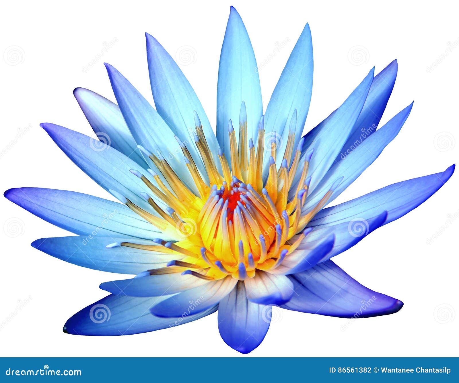 Blue Lotus Flower And White Background. Royalty-Free Stock Image ...