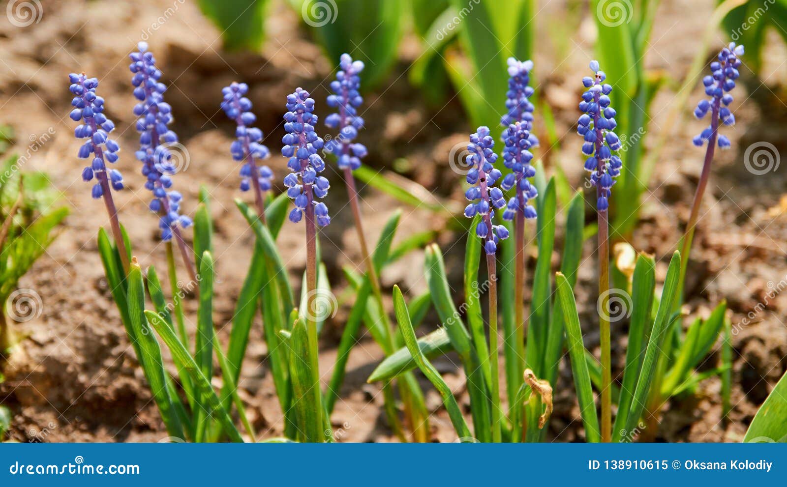 Blooming Blue Spring Flowers on Blurred Nature Background Stock Image ...