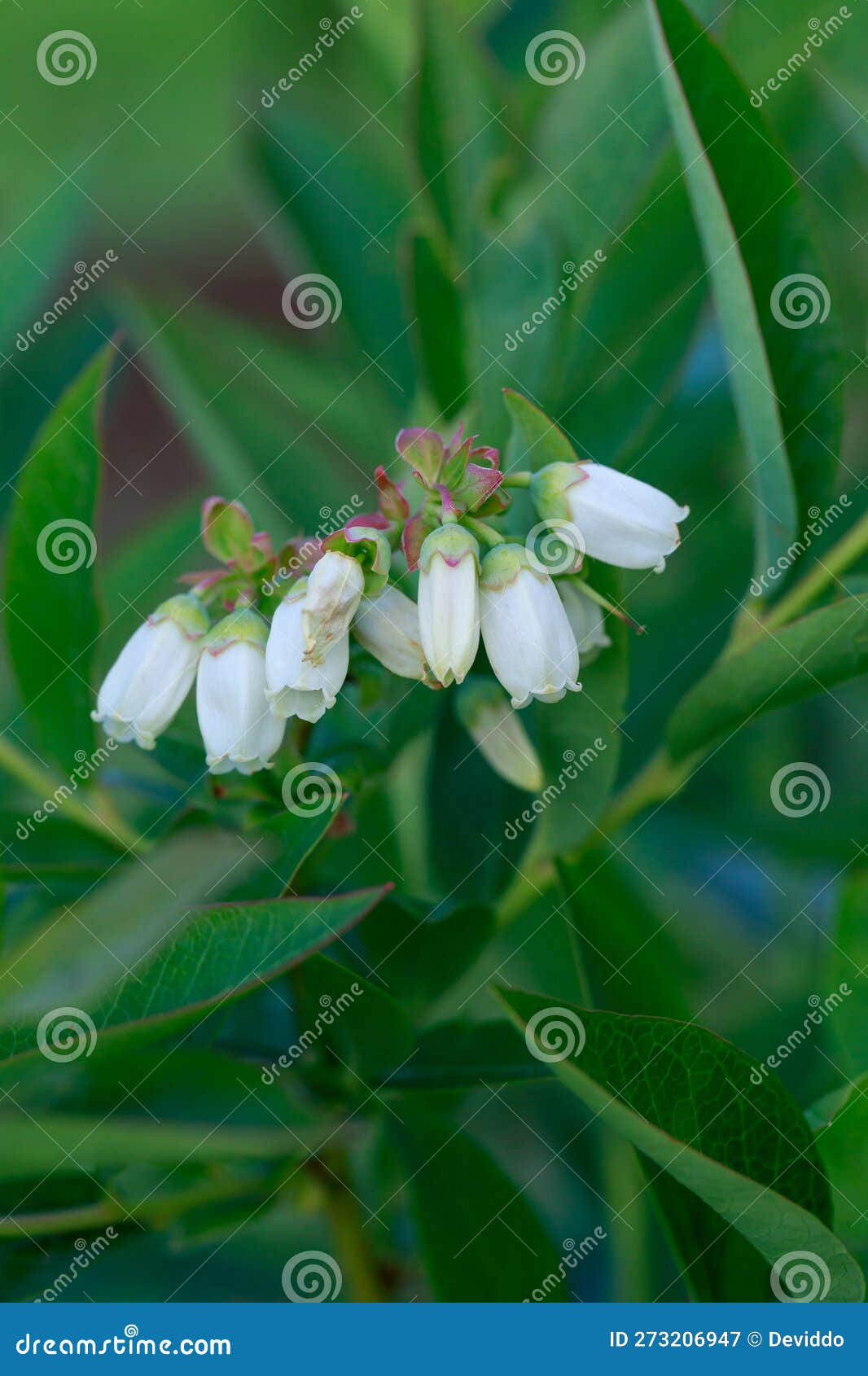 Blooming Blueberry Close Up Stock Image - Image of berries, nature ...