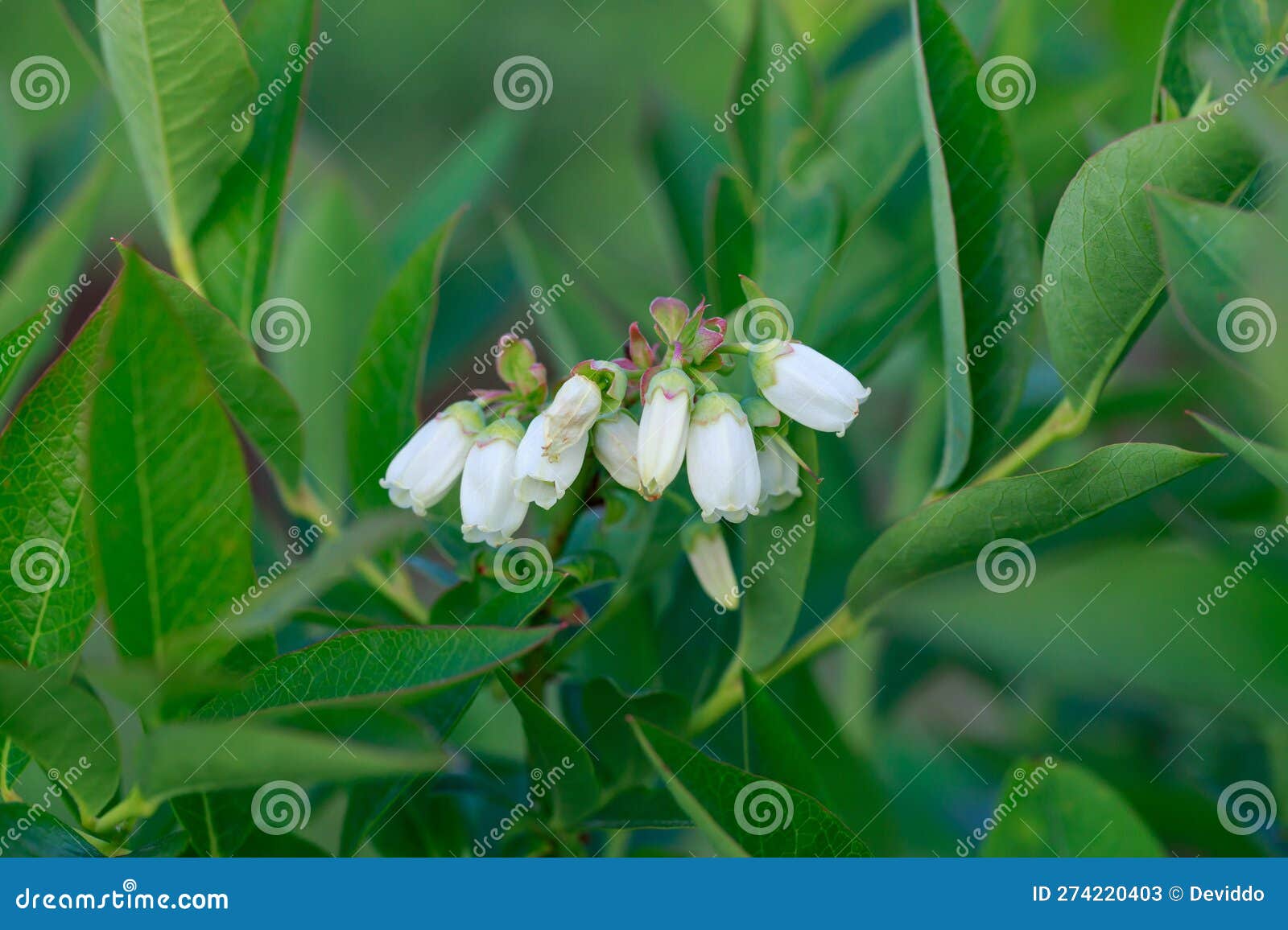 Blooming Blueberry Close Up Stock Image - Image of garden, nature ...