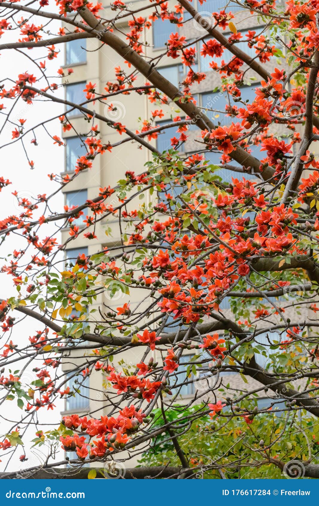 Bombax Ceiba Tree Stock Photography | CartoonDealer.com #80520110