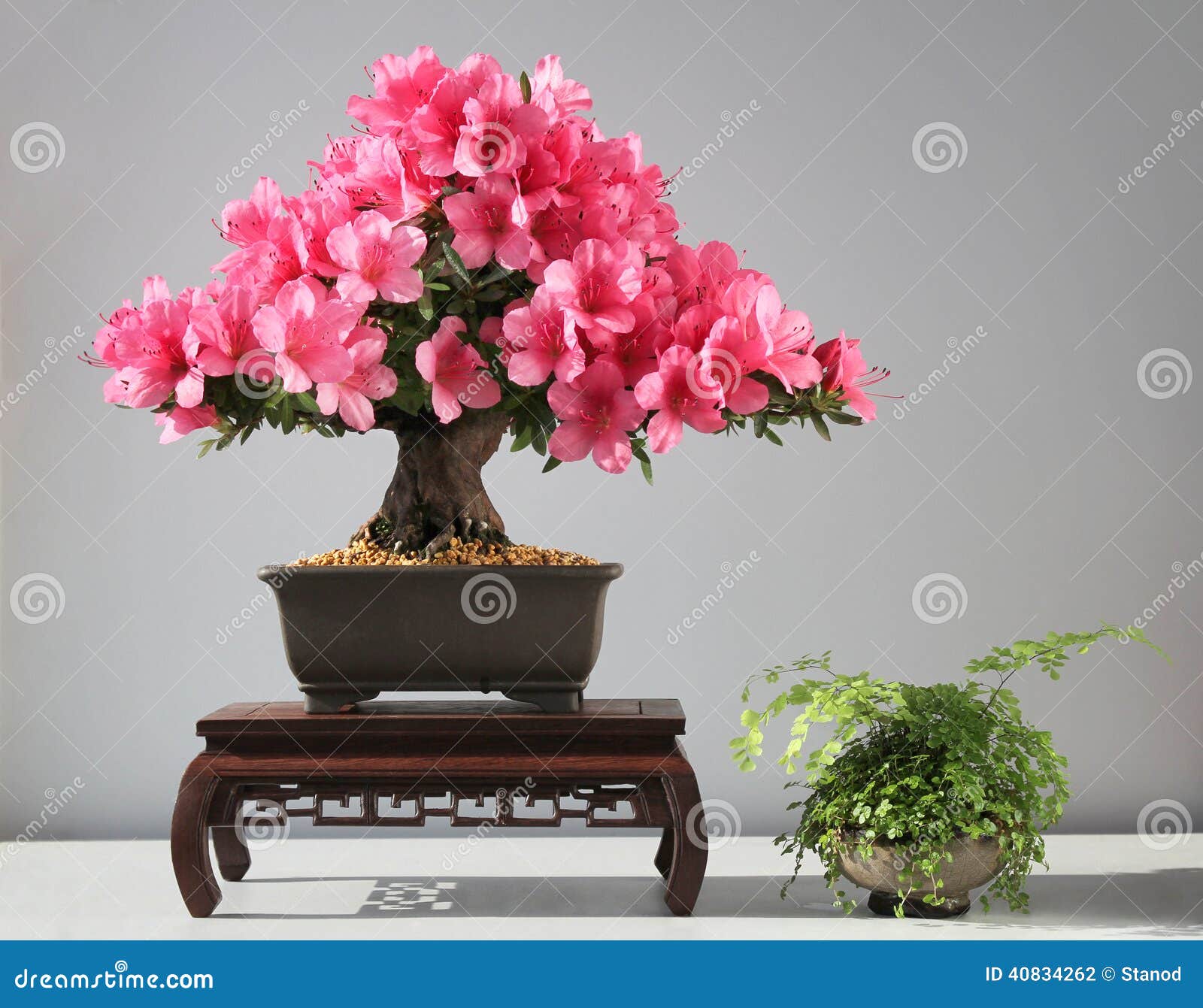 Blooming bonsai azalea stock photo. Image of trunk, shape - 40834262