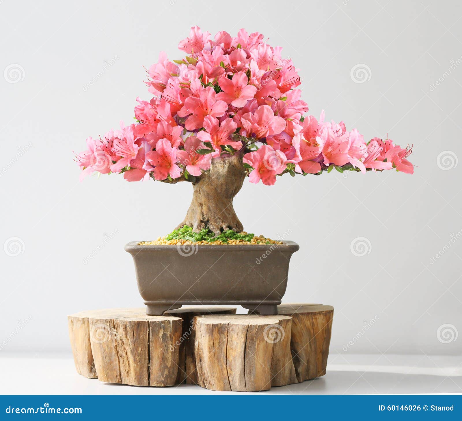 Blooming bonsai azalea stock photo. Image of green, azalea - 60146026