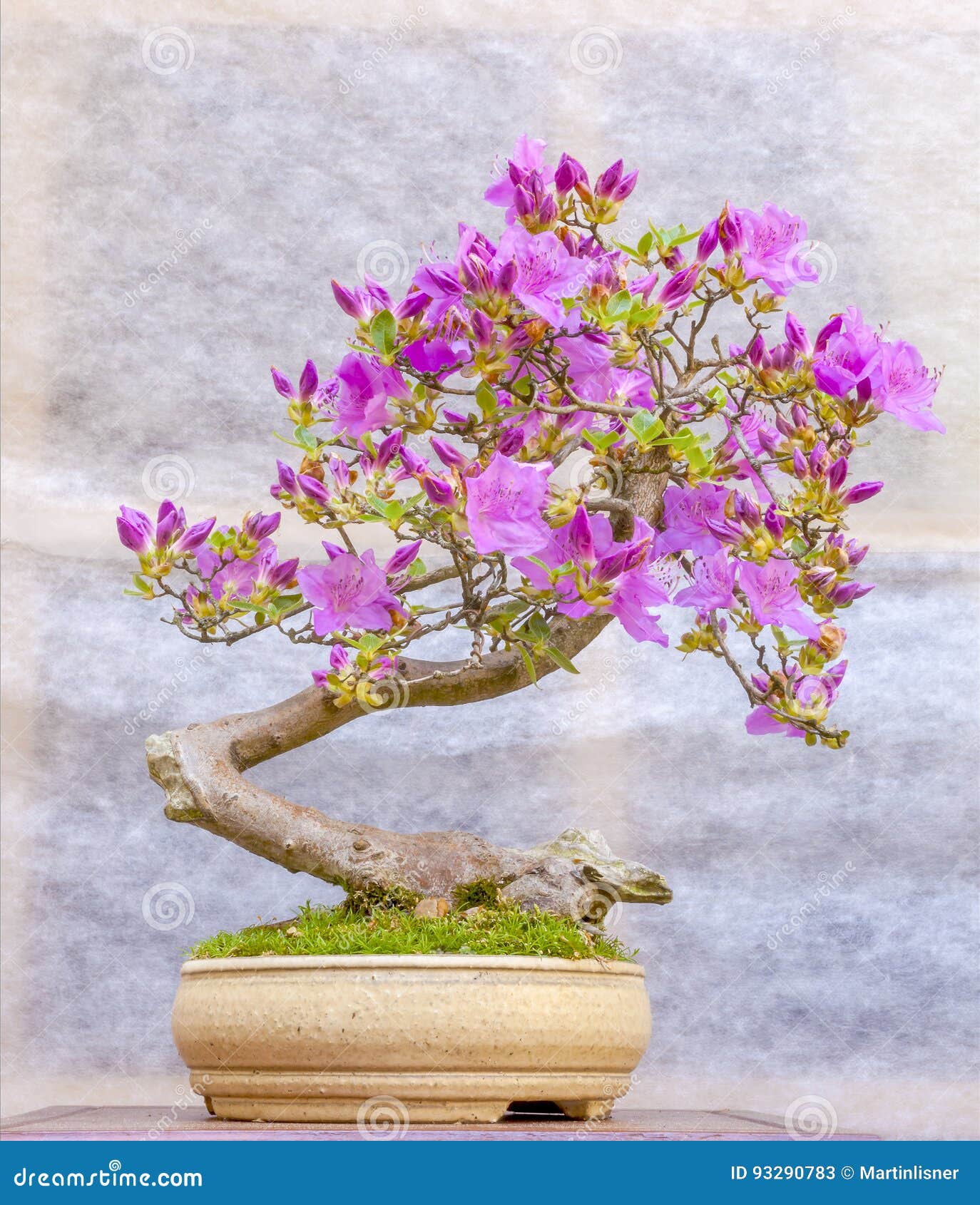 Blooming Bonsai with Pink Bloom in Ceramic Pot Stock Image - Image of ...