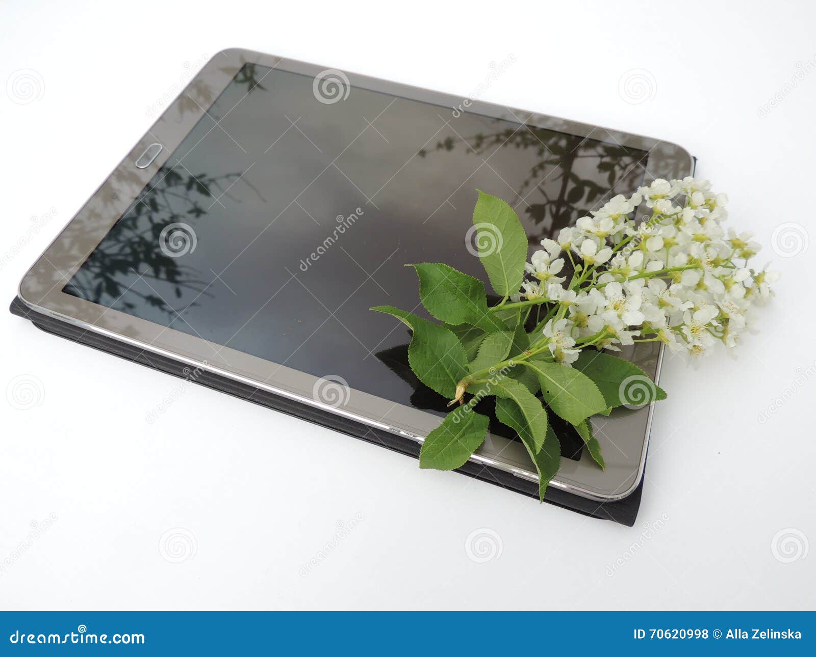 Blooming Branch of Cherry Blossoms on a Tablet Screen Stock Photo ...