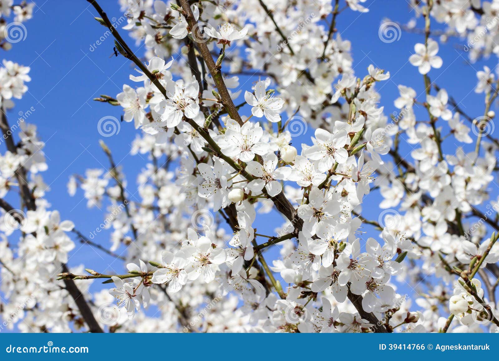Blooming Branch of Cherry Tree Stock Photo - Image of beautiful, garden ...