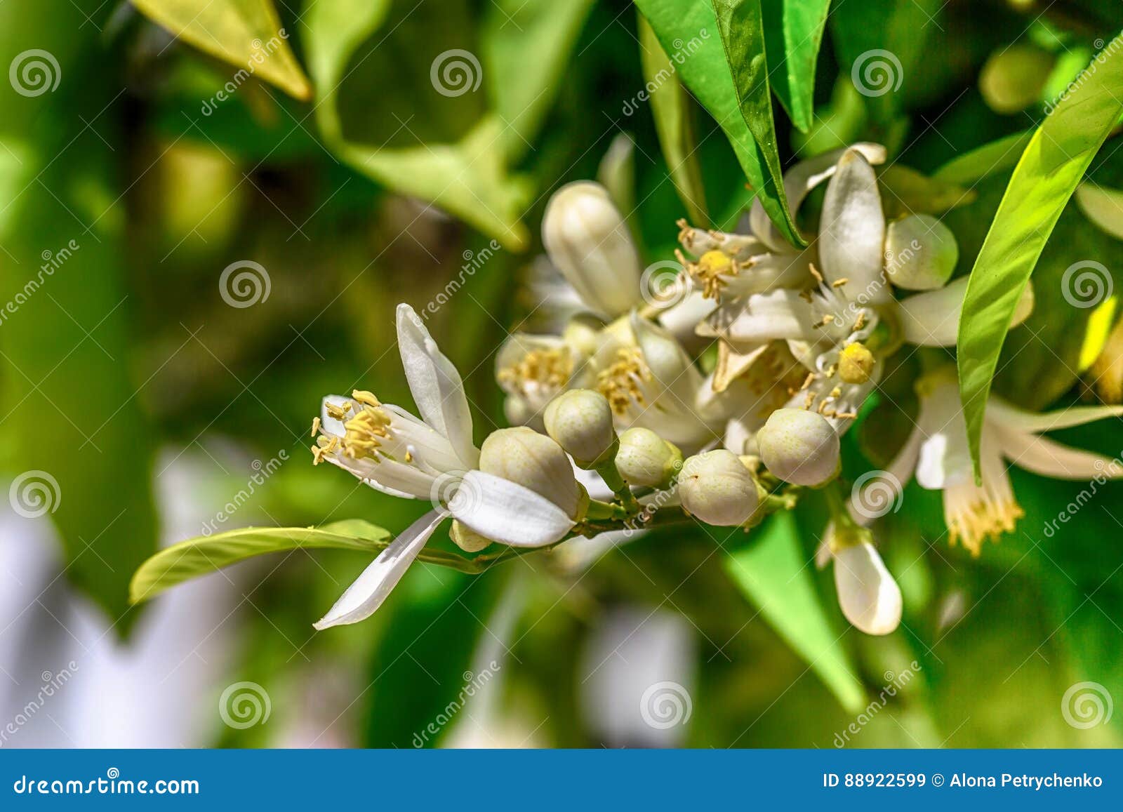 Blooming Branch of an Orange Tree Stock Image - Image of branch, fruit ...