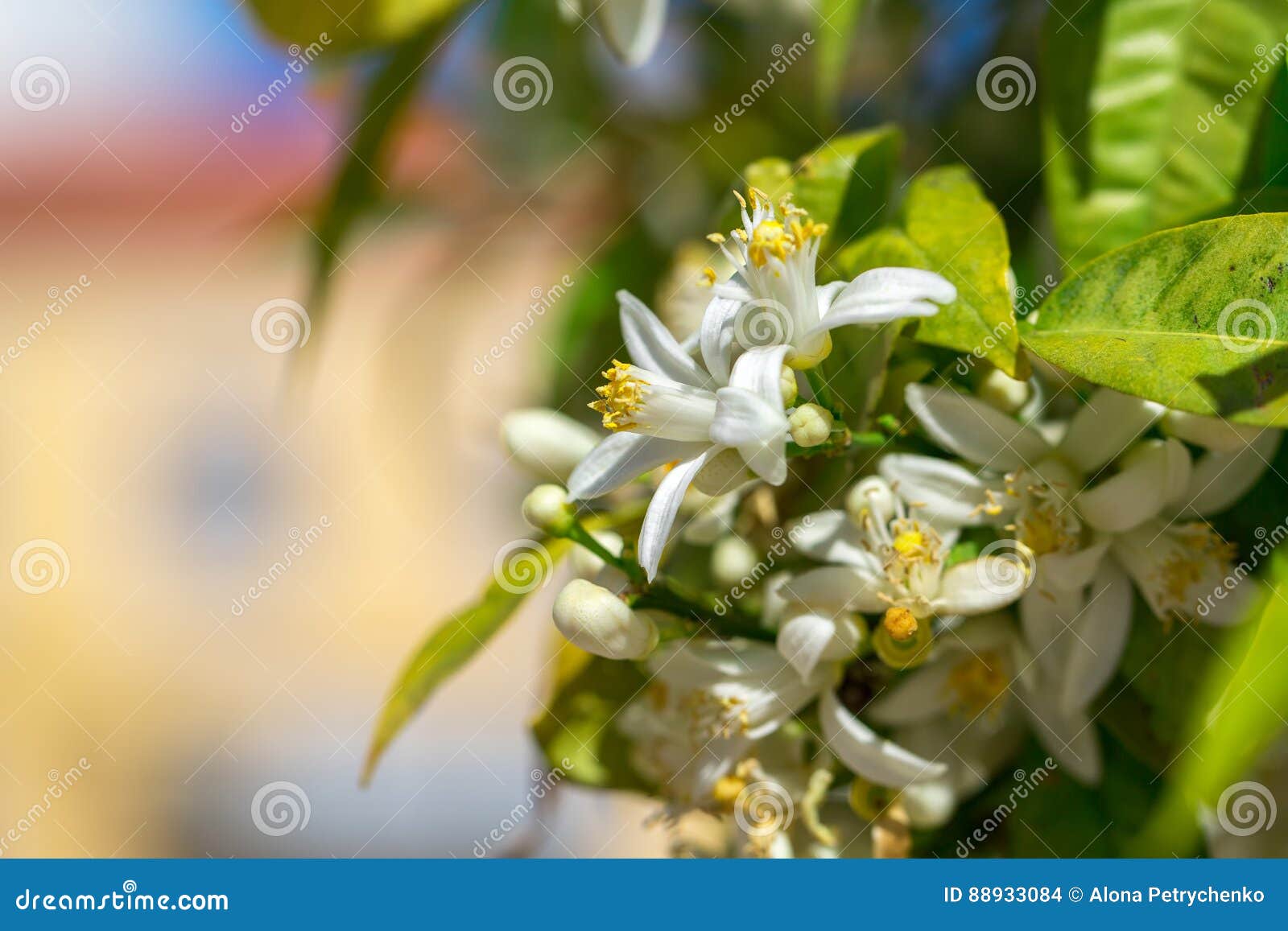 Blooming Branch of an Orange Tree Stock Photo - Image of blossom ...
