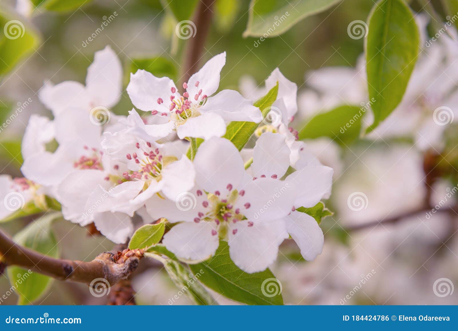 Blooming Branch of Pear Tree Stock Photo - Image of backgrounds ...