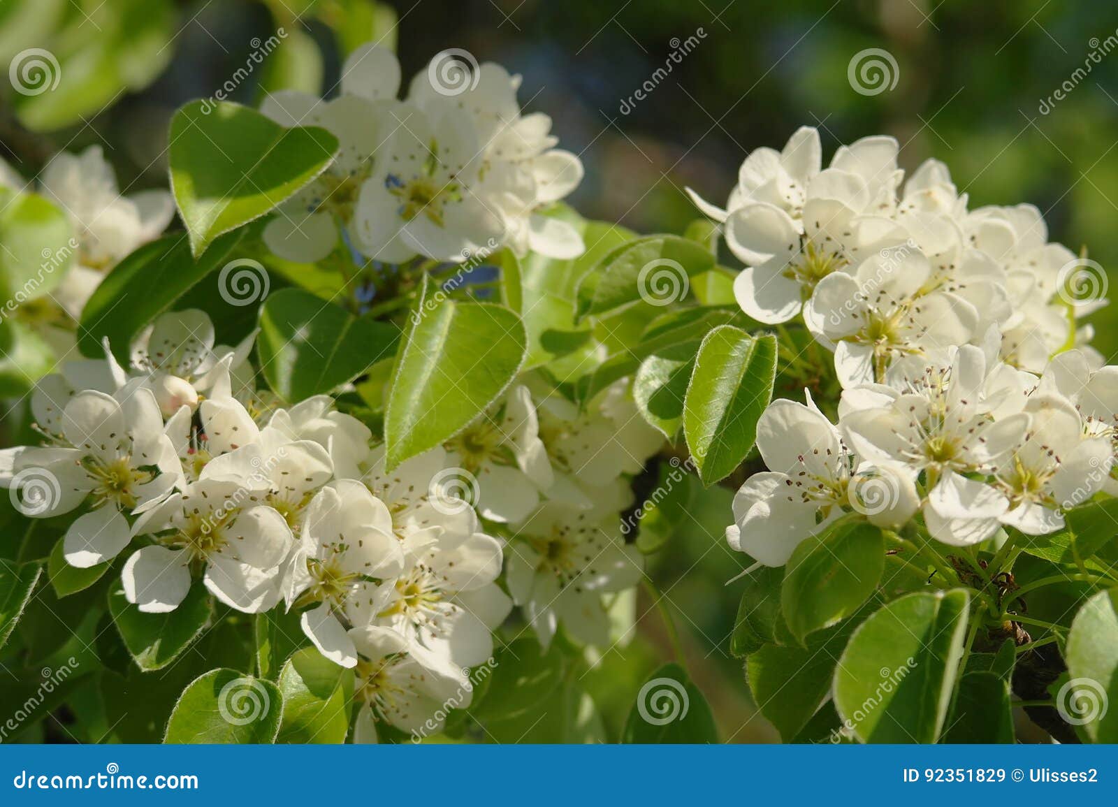 Blooming Branch of Pear Tree in Spring Stock Image - Image of light ...