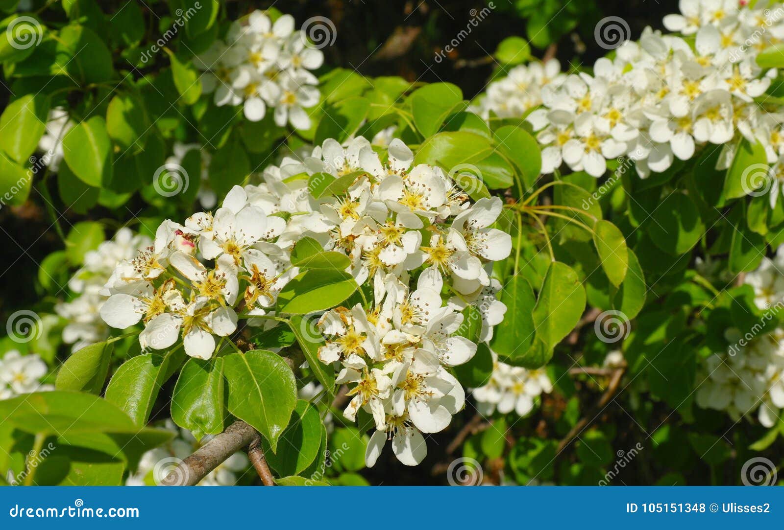 Blooming Branch of Pear Tree in Spring Stock Photo - Image of apple ...