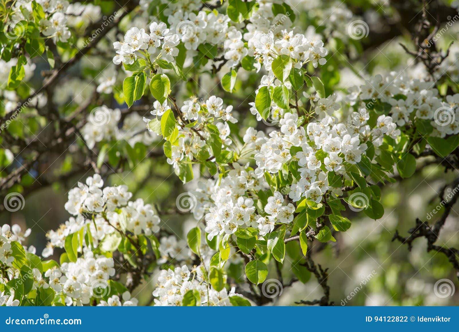 Blooming Branch of Pear Tree in Spring in Sunlight Closeup Stock Photo ...