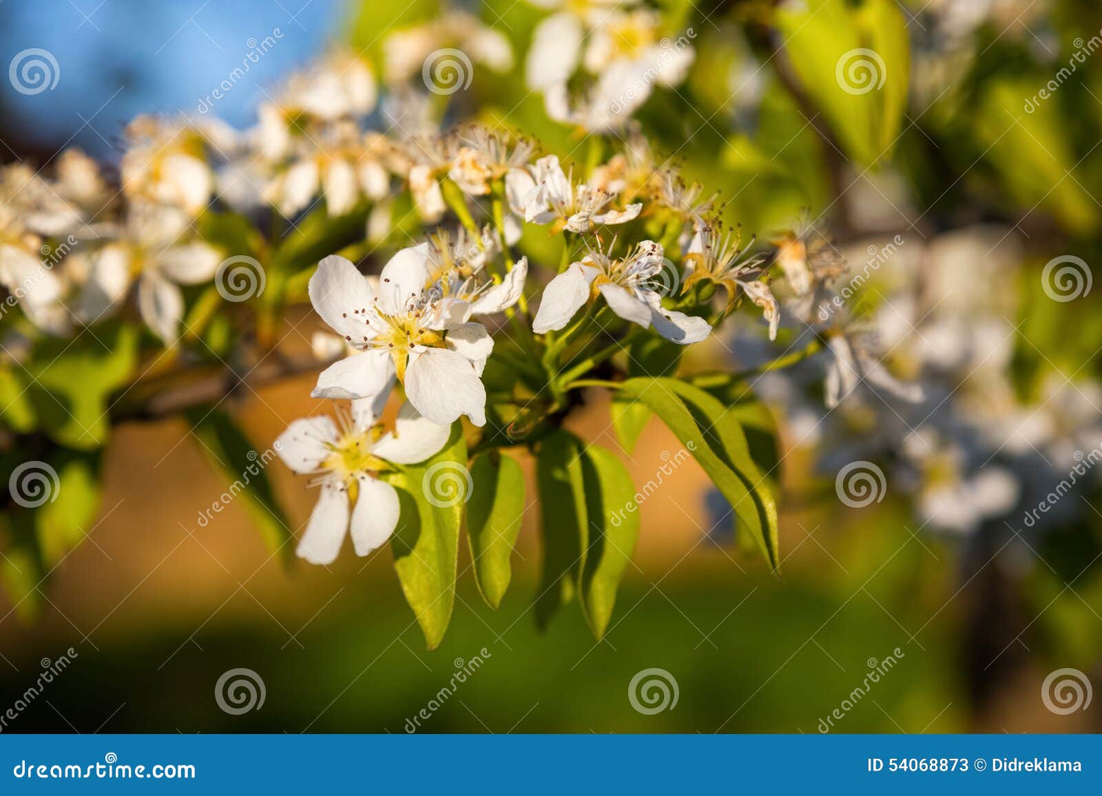 A Blooming Branch of a Pear Tree at Sunset Stock Image - Image of ...