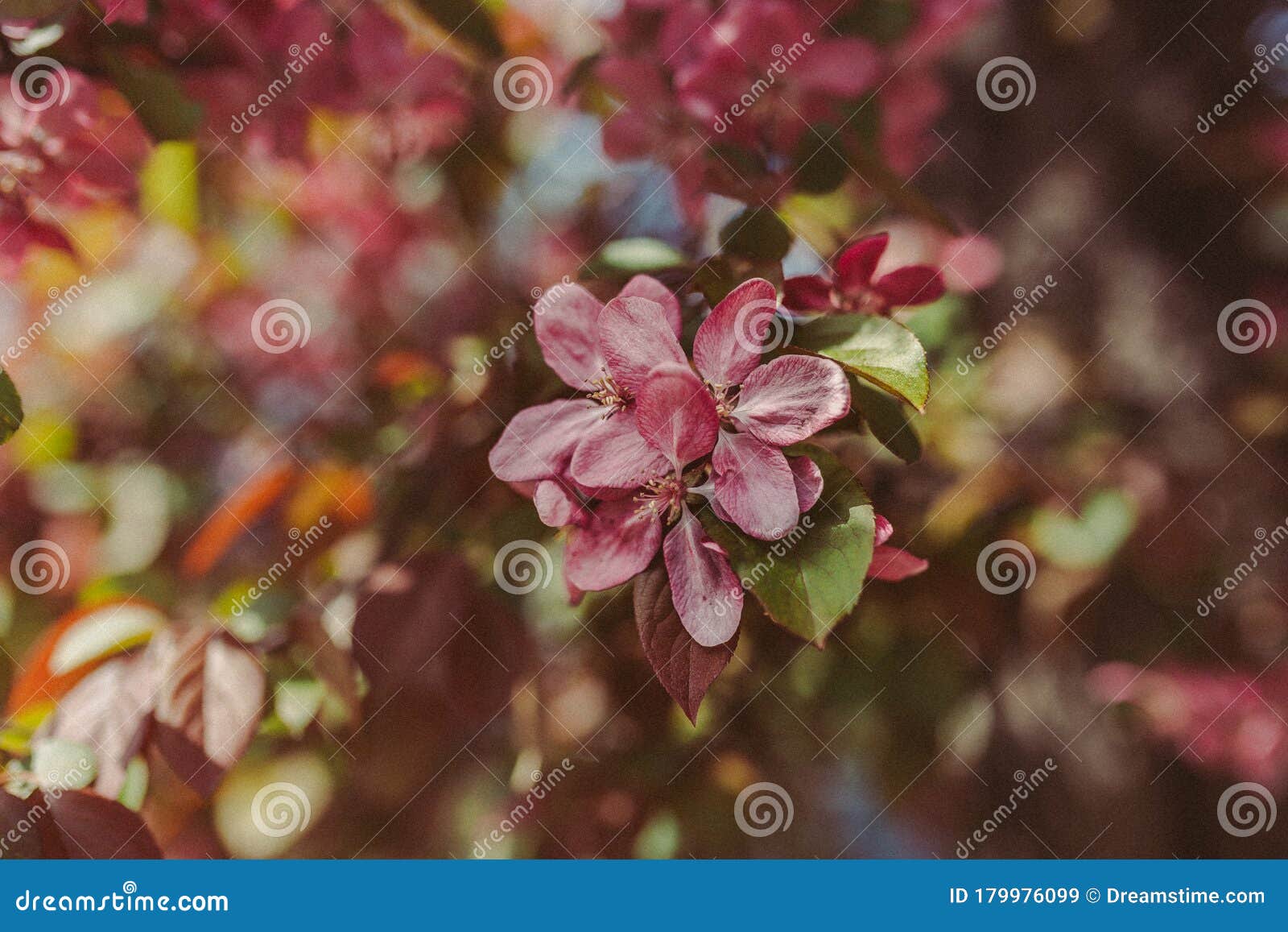 Blooming Branch with Pink Flowers. Beautiful Spring Tree Pink Green ...
