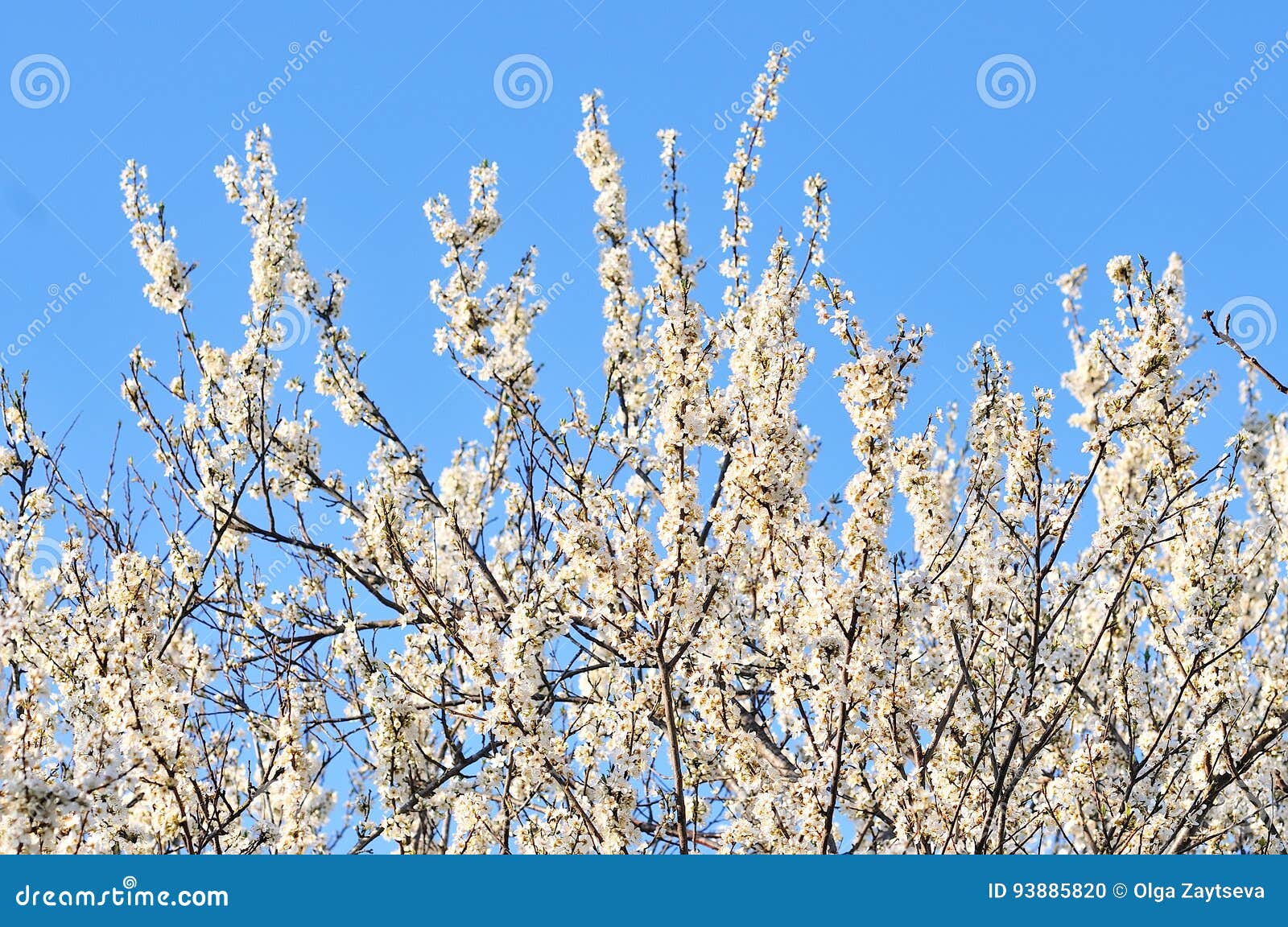 Blooming Branch of Plum Tree Stock Photo - Image of ...