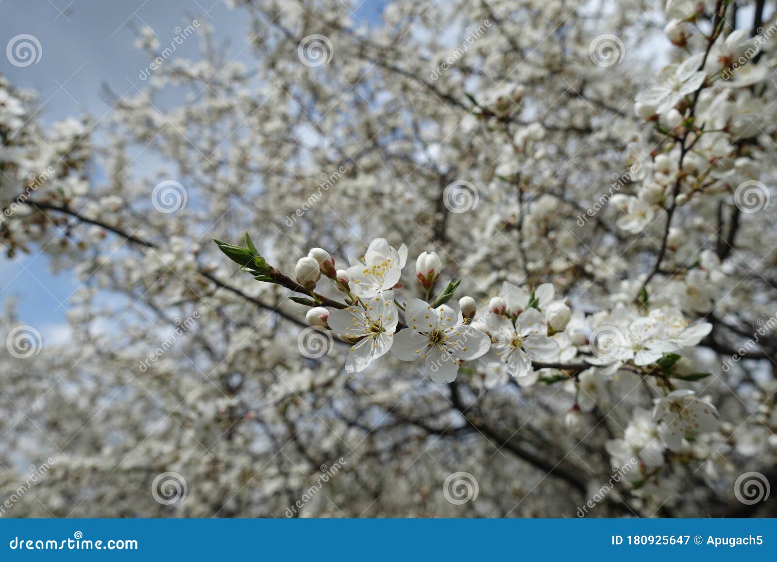 Blooming Branch of Plum in Mid April Stock Image - Image of branch ...