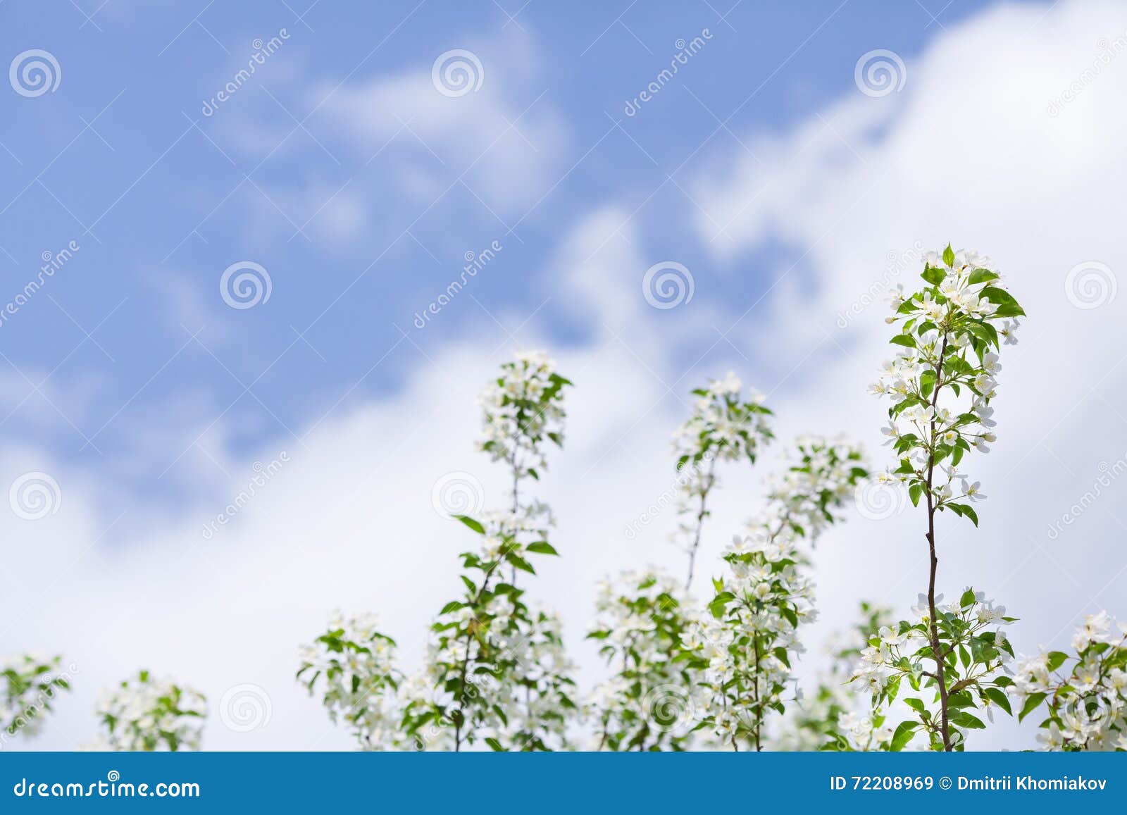 Blooming Branches of Apple Tree on Sky Background Stock Image - Image ...