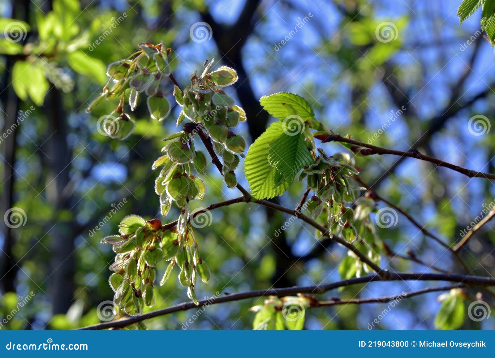 Blooming Branches of an Elm Tree in Spring Stock Photo - Image of ...
