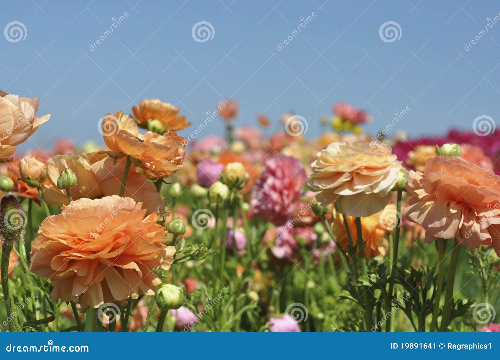 Blooming Bright Colored Flowers in a Field Stock Image - Image of ...