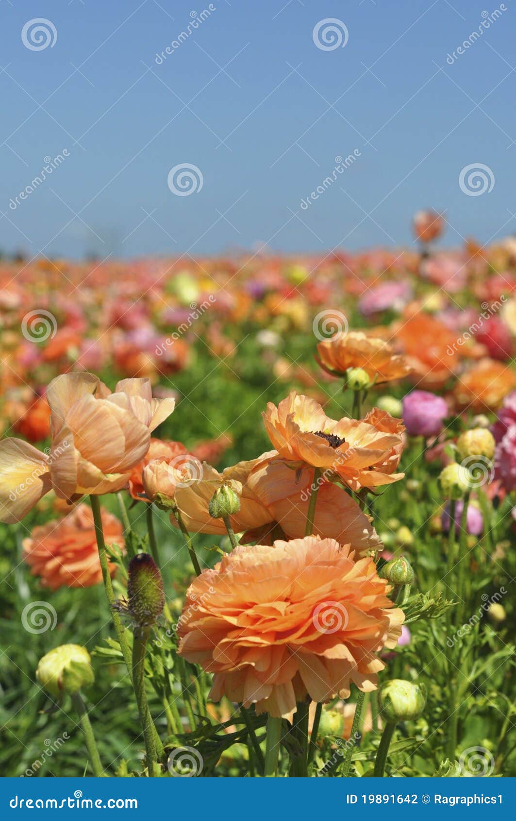 Blooming Bright Colored Flowers in a Field Stock Photo - Image of ...