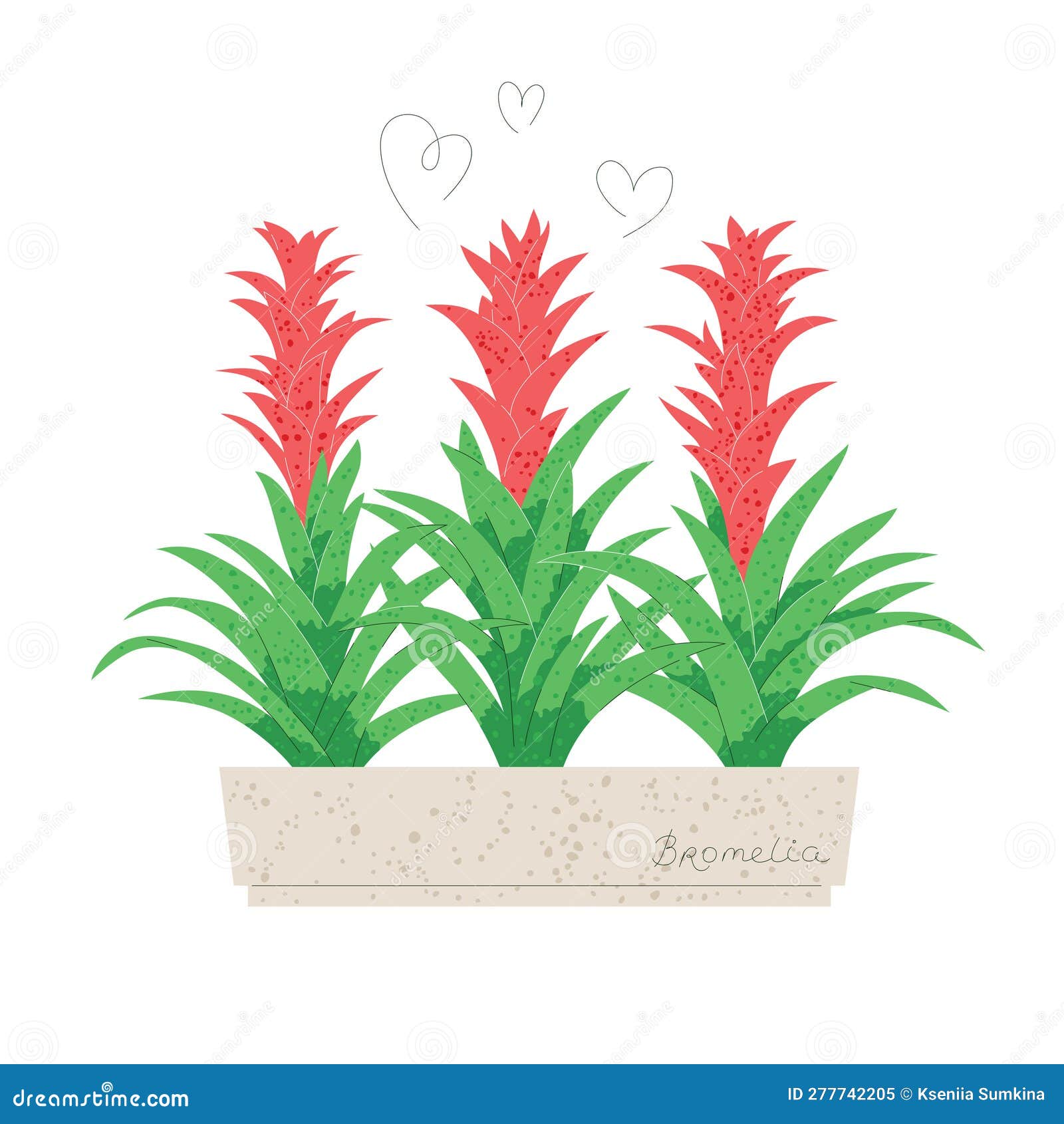 Blooming Bromelia In A Pot Isolated On White Royalty-Free Illustration ...