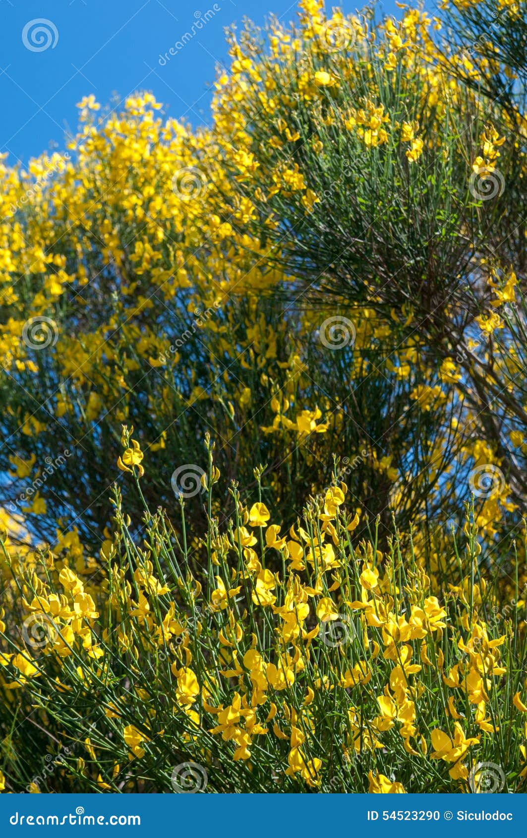 Blooming broom plant stock photo. Image of colorful, broom - 54523290