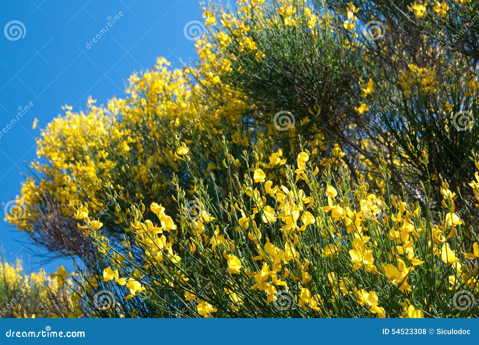 Blooming broom plant stock photo. Image of plant, fresh - 54523308