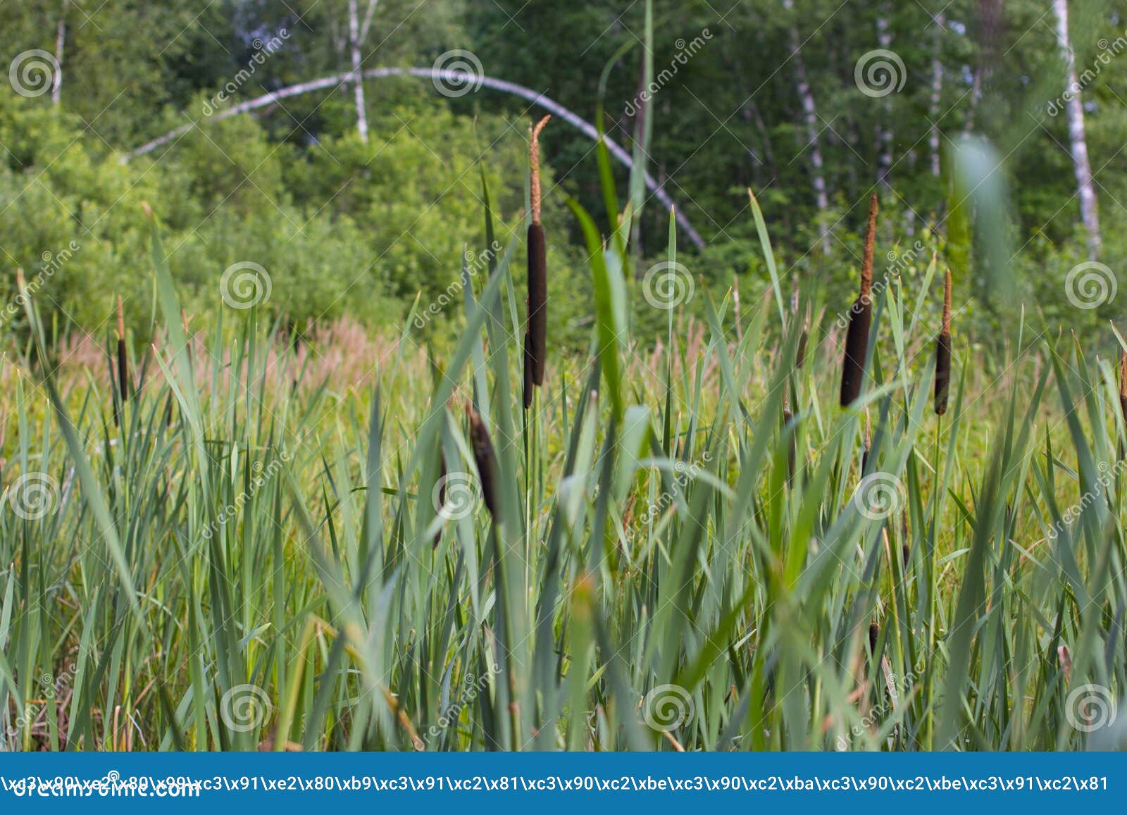 Blooming brown reeds stock image. Image of water, flowering - 120803943