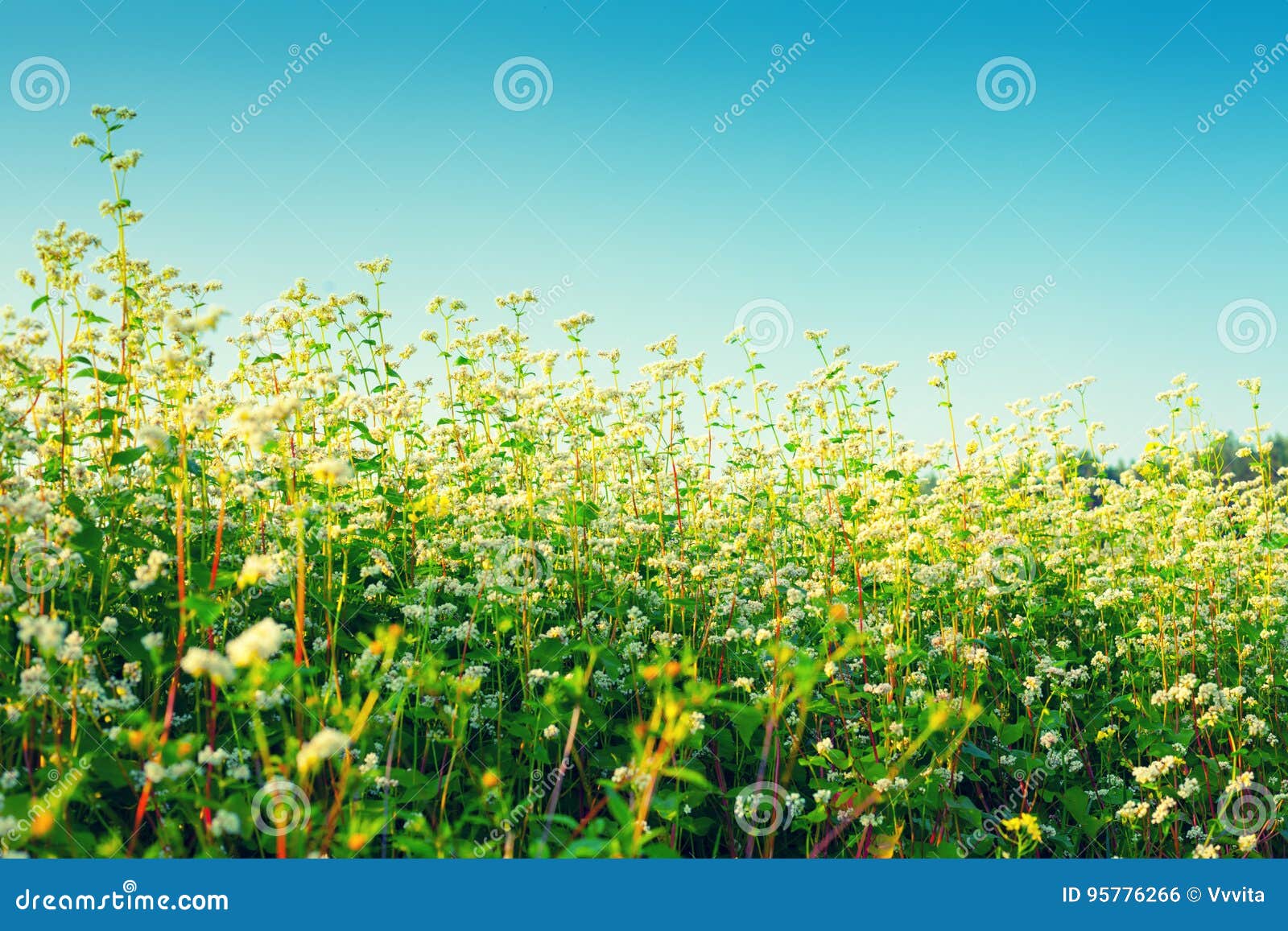 Blooming buckwheat field stock photo. Image of fall, filter - 95776266