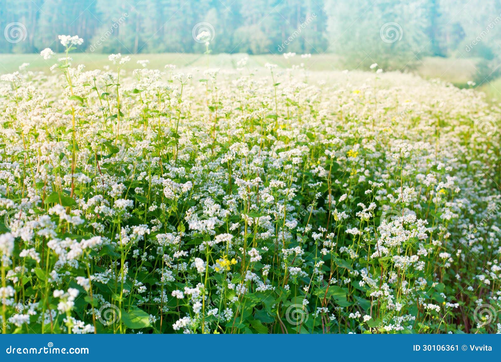 Buckwheat field stock image. Image of farm, grain, summer - 30106361