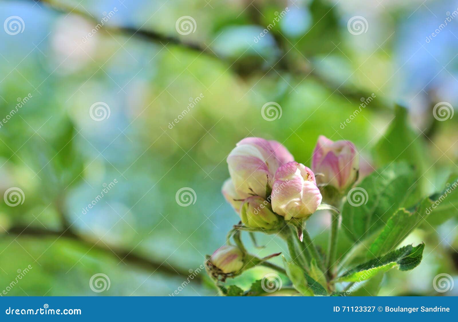 Blooming bud in spring stock image. Image of nature, freshness - 71123327