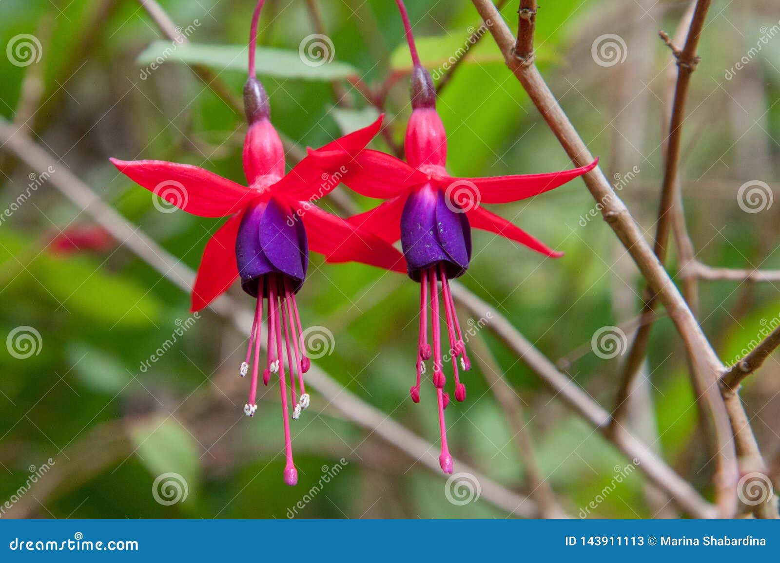 Blooming Buds Fuchsia Closeup Stock Image - Image of garish, color ...