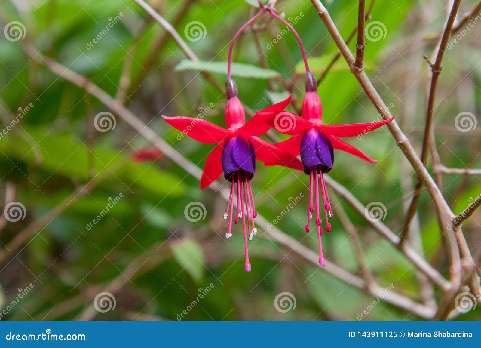 Blooming Buds Fuchsia Closeup Stock Image - Image of beauty, joyful ...